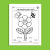 Green Plant - My Science Activity Packet (22pages) for 5-8year olds