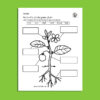 Green Plant - My Science Activity Packet (22pages) for 5-8year olds