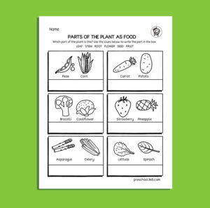 Green Plant - My Science Activity Packet (22pages) for 5-8year olds
