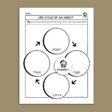 I See A Bug Science Activity Packet (14pages). Great packet for insects.