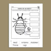 I See A Bug Science Activity Packet (14pages). Great packet for insects.