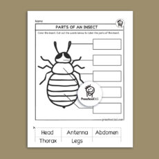 I See A Bug Science Activity Packet (14pages). Great packet for insects.