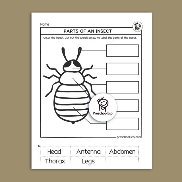 I See A Bug Science Activity Packet (14pages). Great packet for insects.